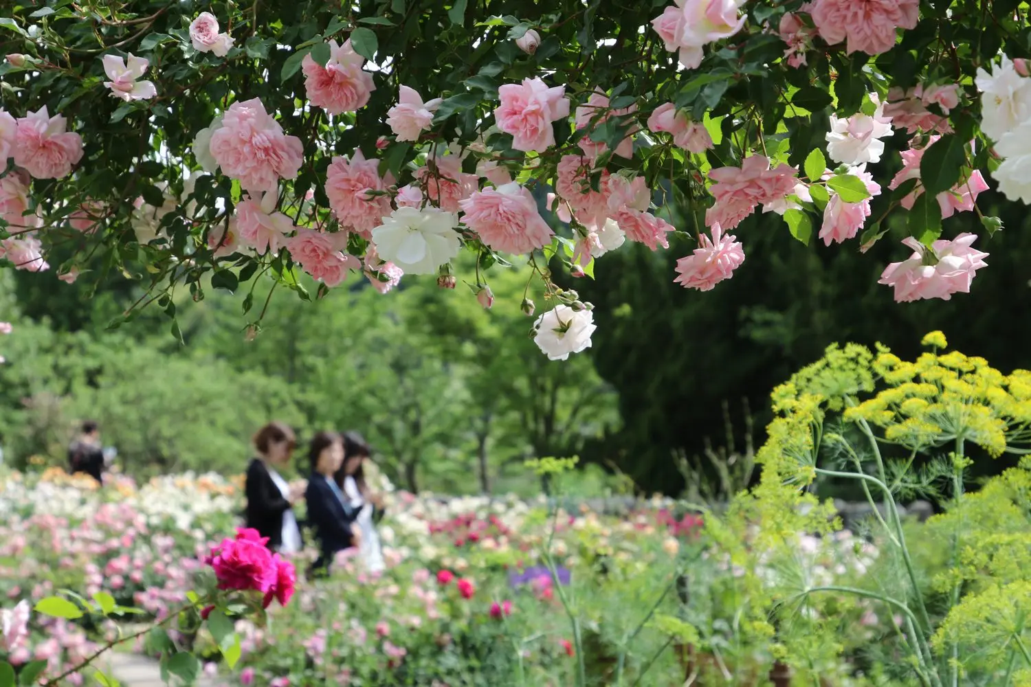 英式花園ROSA / BERRY多和田 - 四圍旅行 - 自由旅行攻略